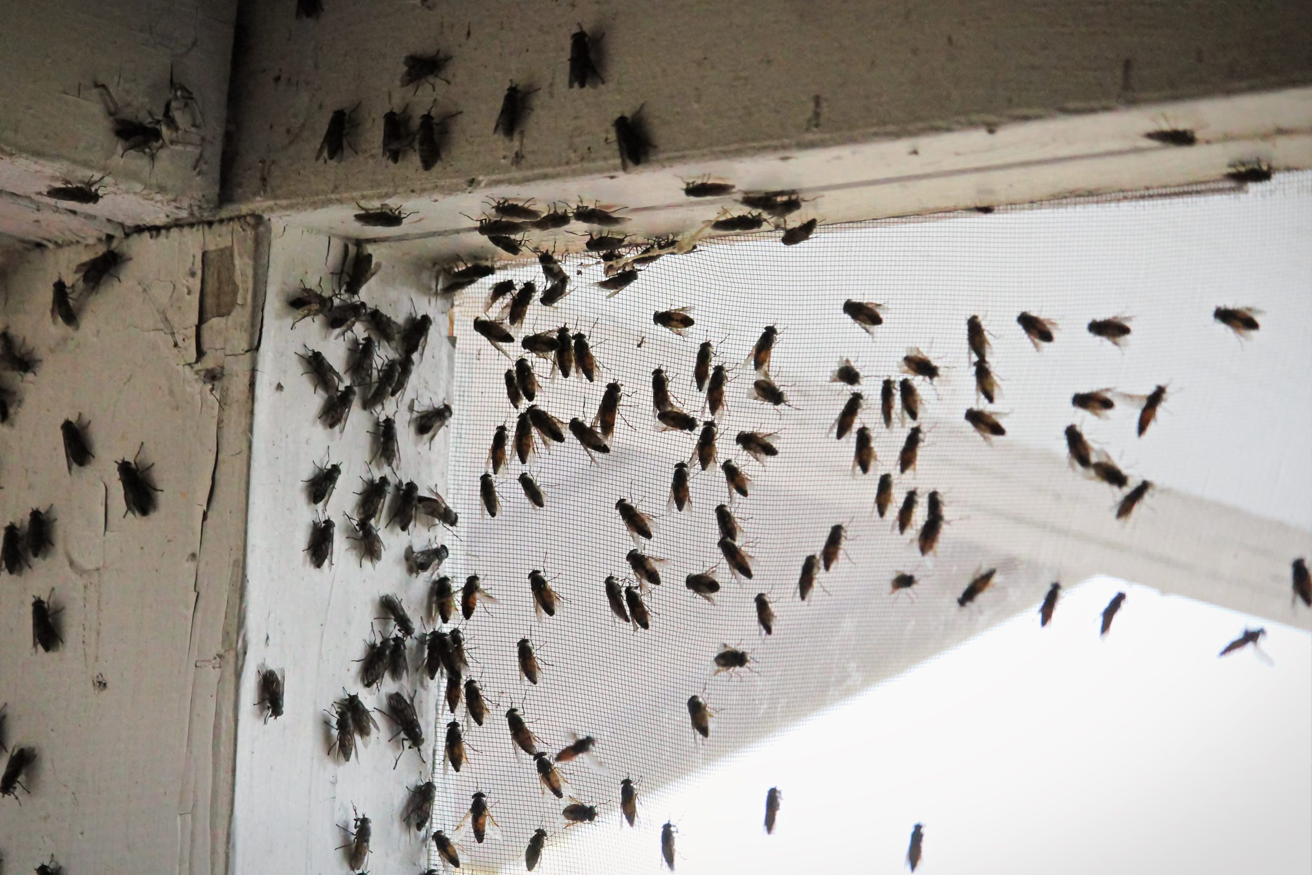 Fly Control Services - Eastern Pine Pest Control