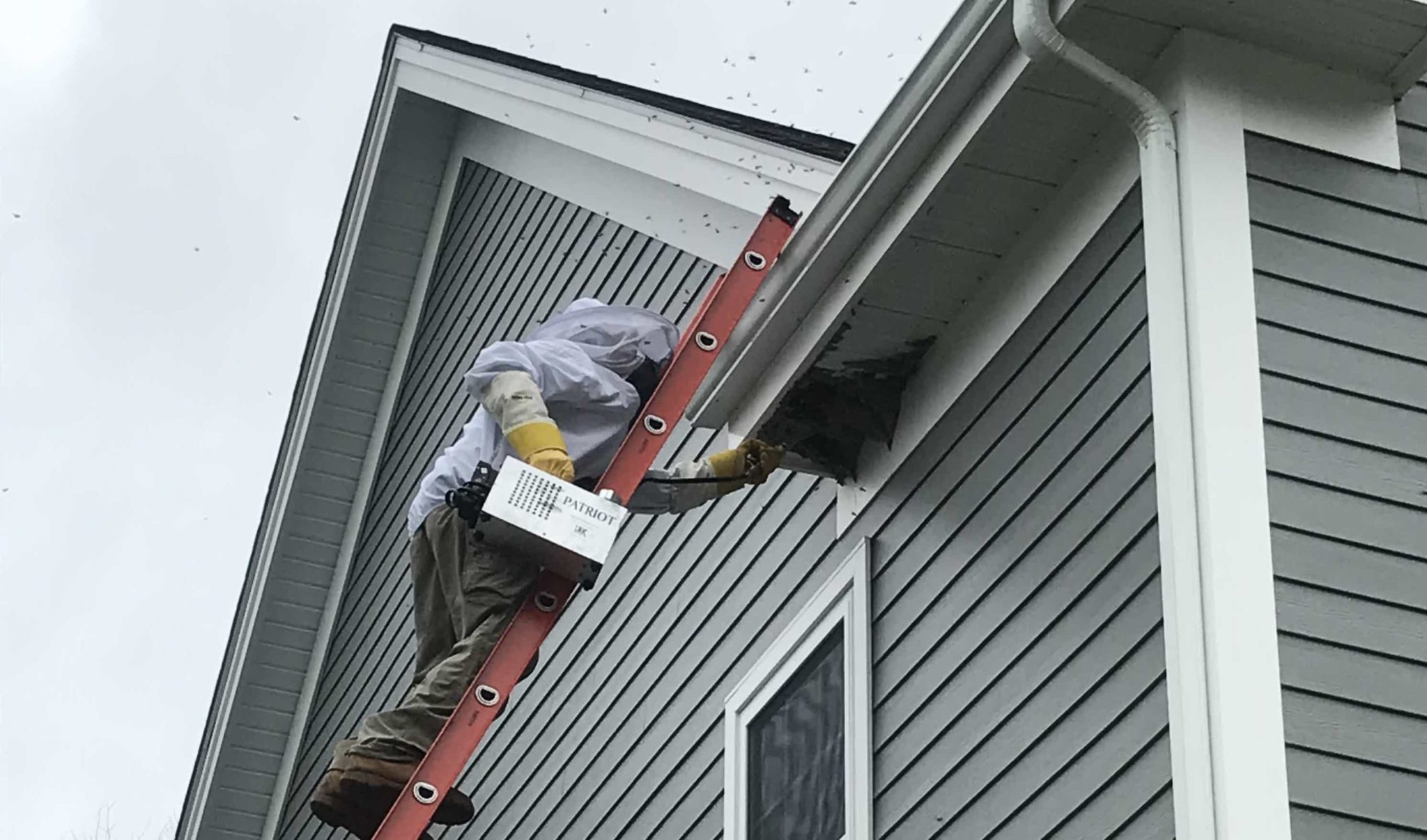 The Importance of Pest-Proofing Your Lynnfield Home: Tips and Strategies