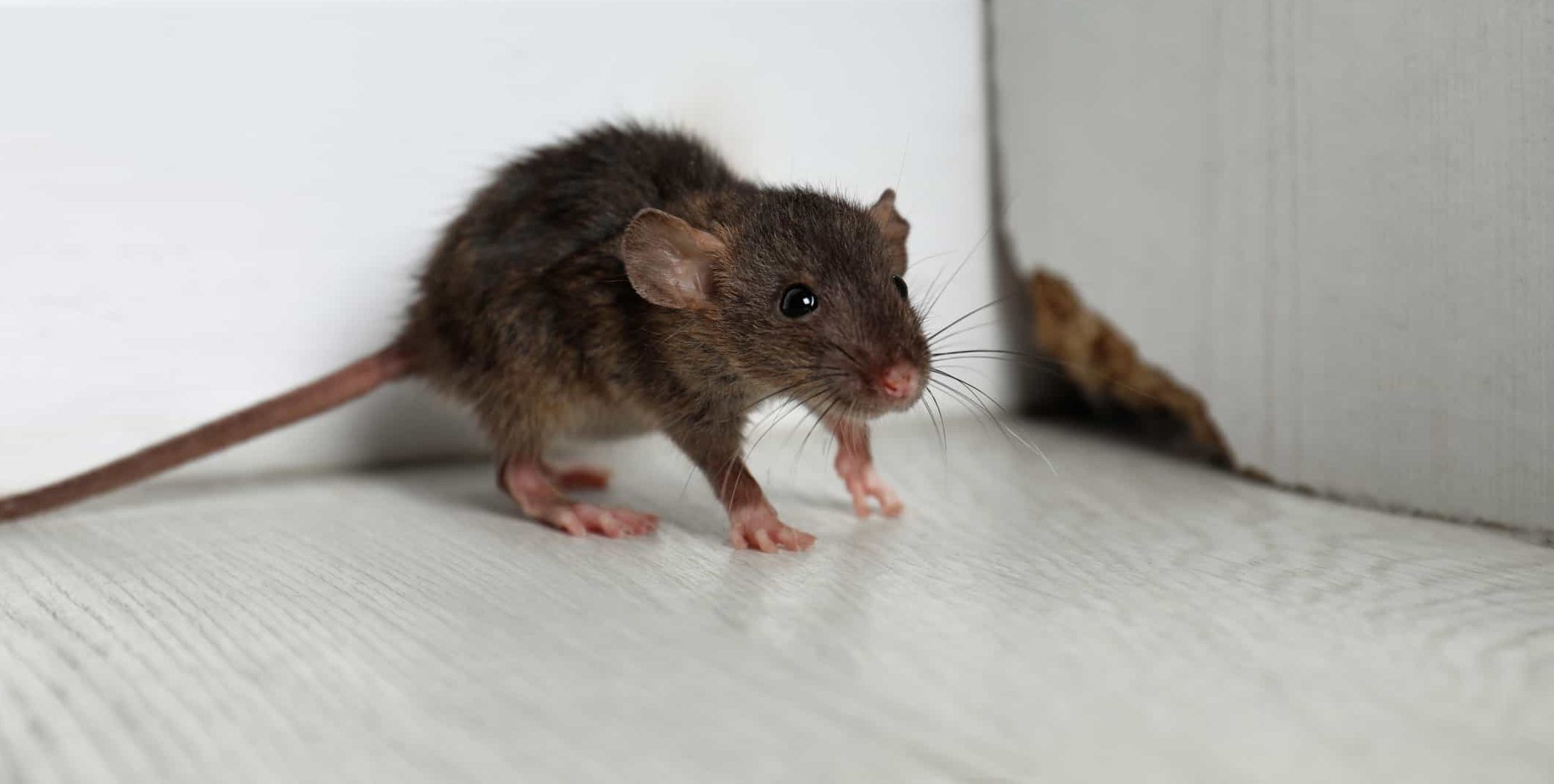 Rat Control | Eastern Pine Pest Control