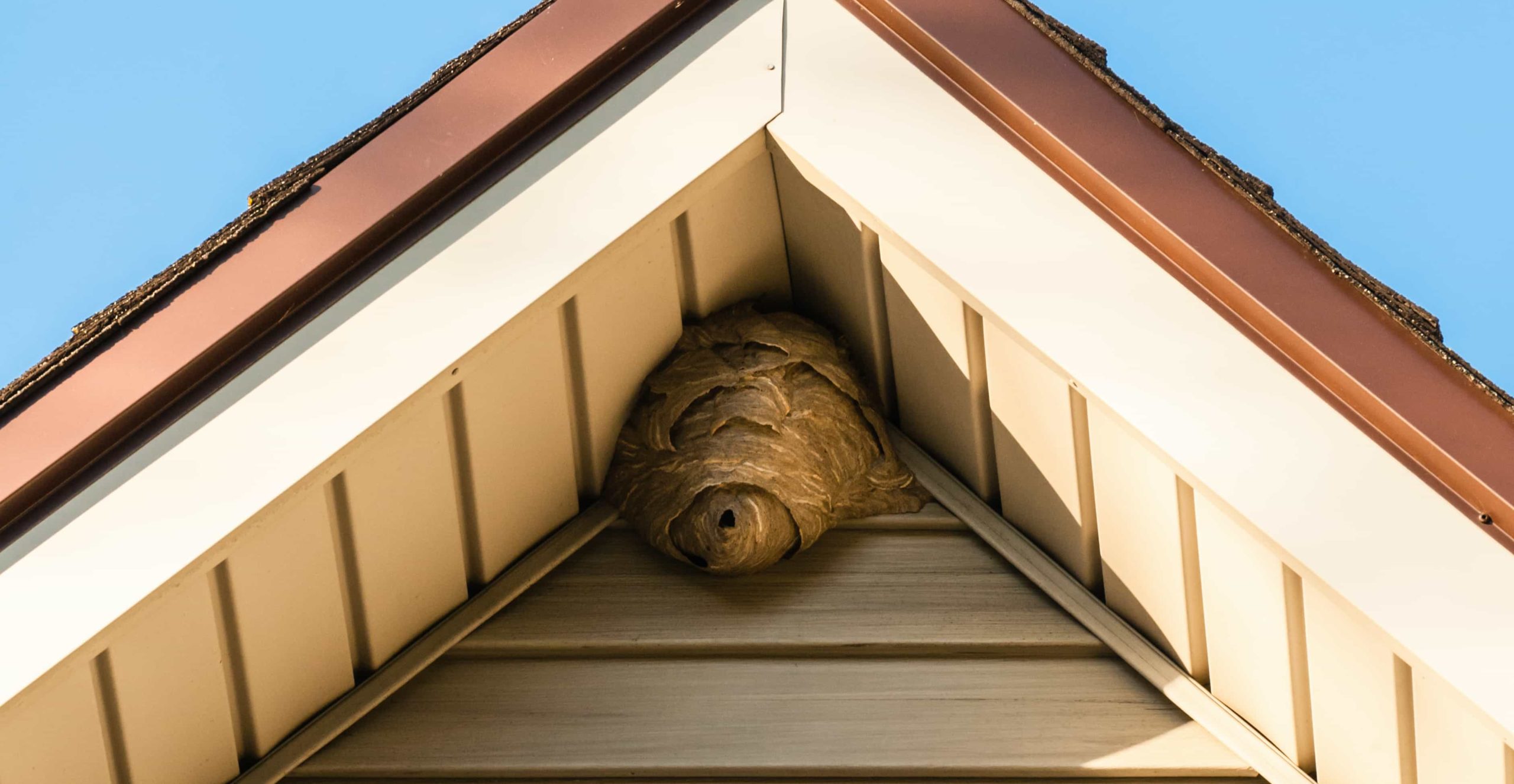 Wasp exterminator | Eastern Pine Pest Control