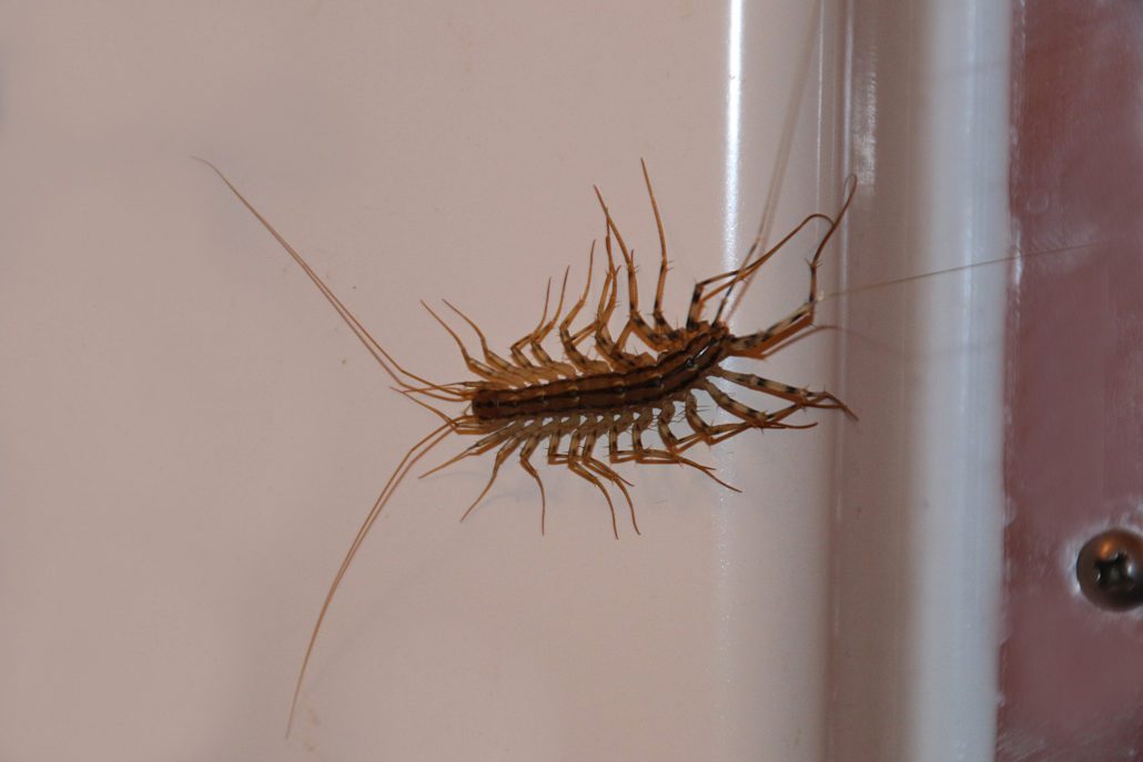 What attracts centipedes to your home? | Eastern Pine Pest Control