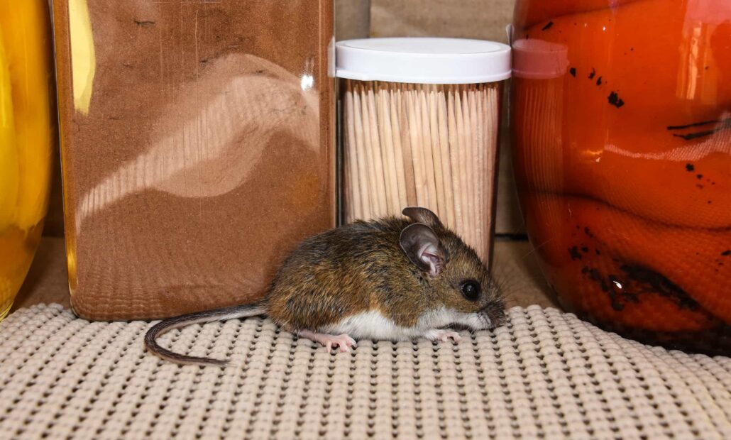 How to Get Rid of Mice in a Garage in Massachusetts: A Complete Guide ...